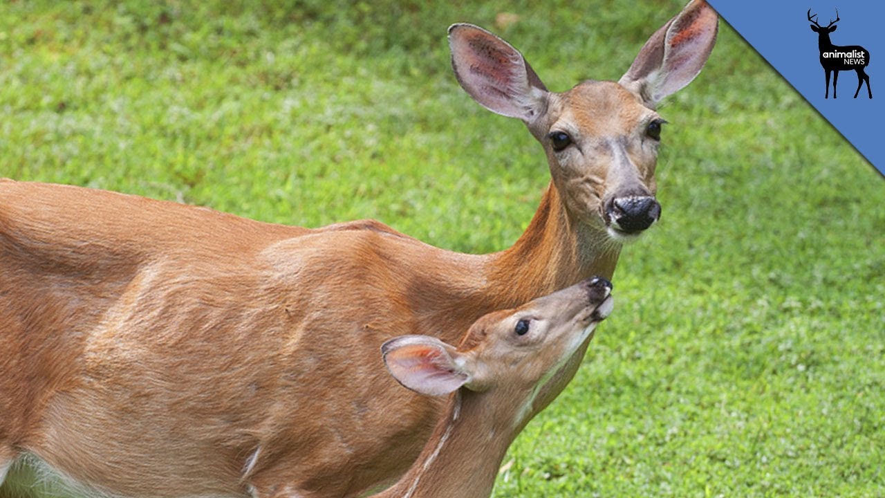 Mama Deer Hear Other Animal Cries for Help - YouTube