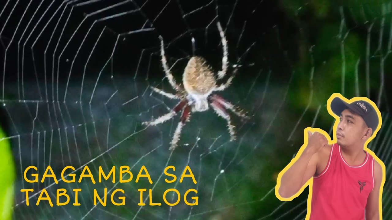 GAGAMBA PH SPIDER NIGHT HUNTING/napakalaki gagamba sa tabi ng ilog ...