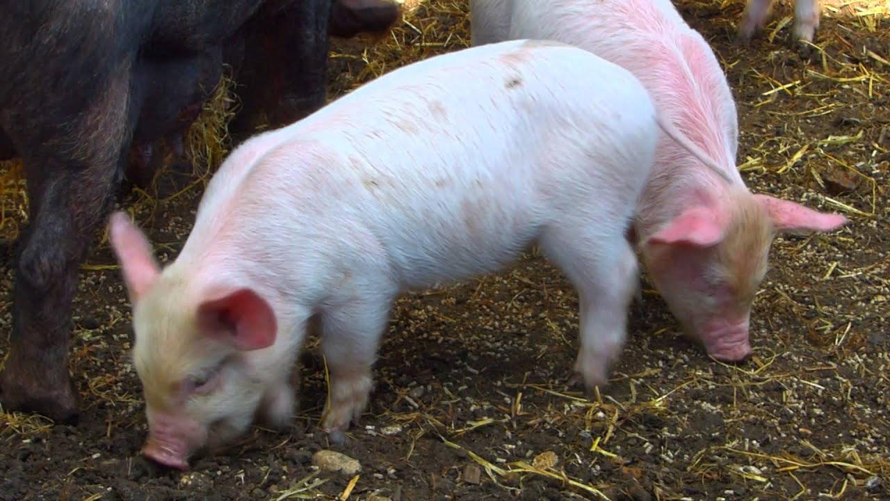 Pigging Madness - YouTube