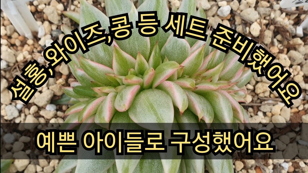 10월 24일 다양한 금들과 세트로 구성했어요 구경해보세요 다육이 다육이 다육 다육이금 금다육이 금다육이 Youtube