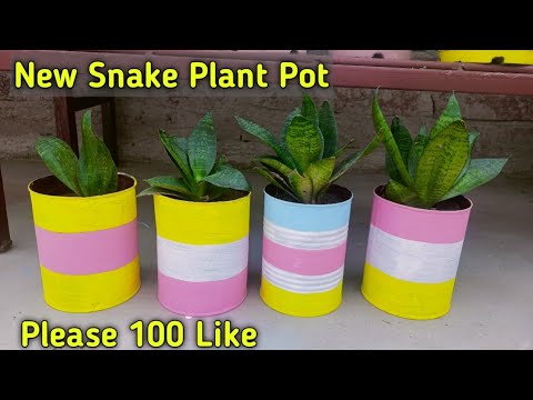 Snake plant pot size|Indore plant pot ideas|Plant pot decoration|Pot ...