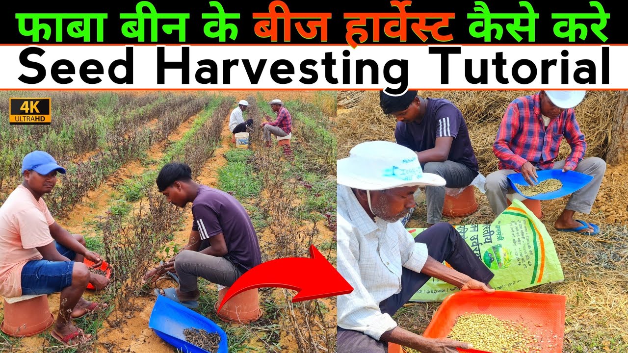 How to Harvest Fava Bean Seeds | बकला बीन के बीज हार्वेस्ट कैसे करे ...