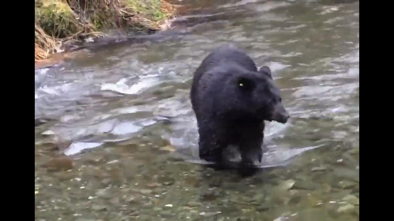 Shikari_ka_shikar karte dakha - YouTube