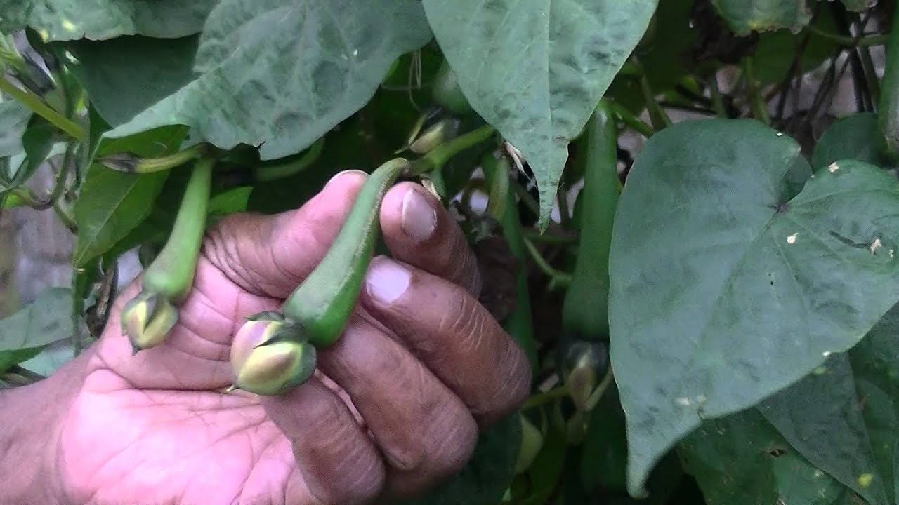Traditional Alanga Bean Haldummulla, Sri Lanka. - YouTube