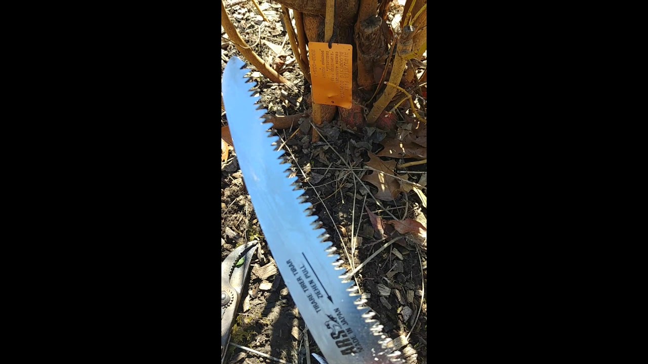Pruning shrubs with Lucy Dinsmore - YouTube