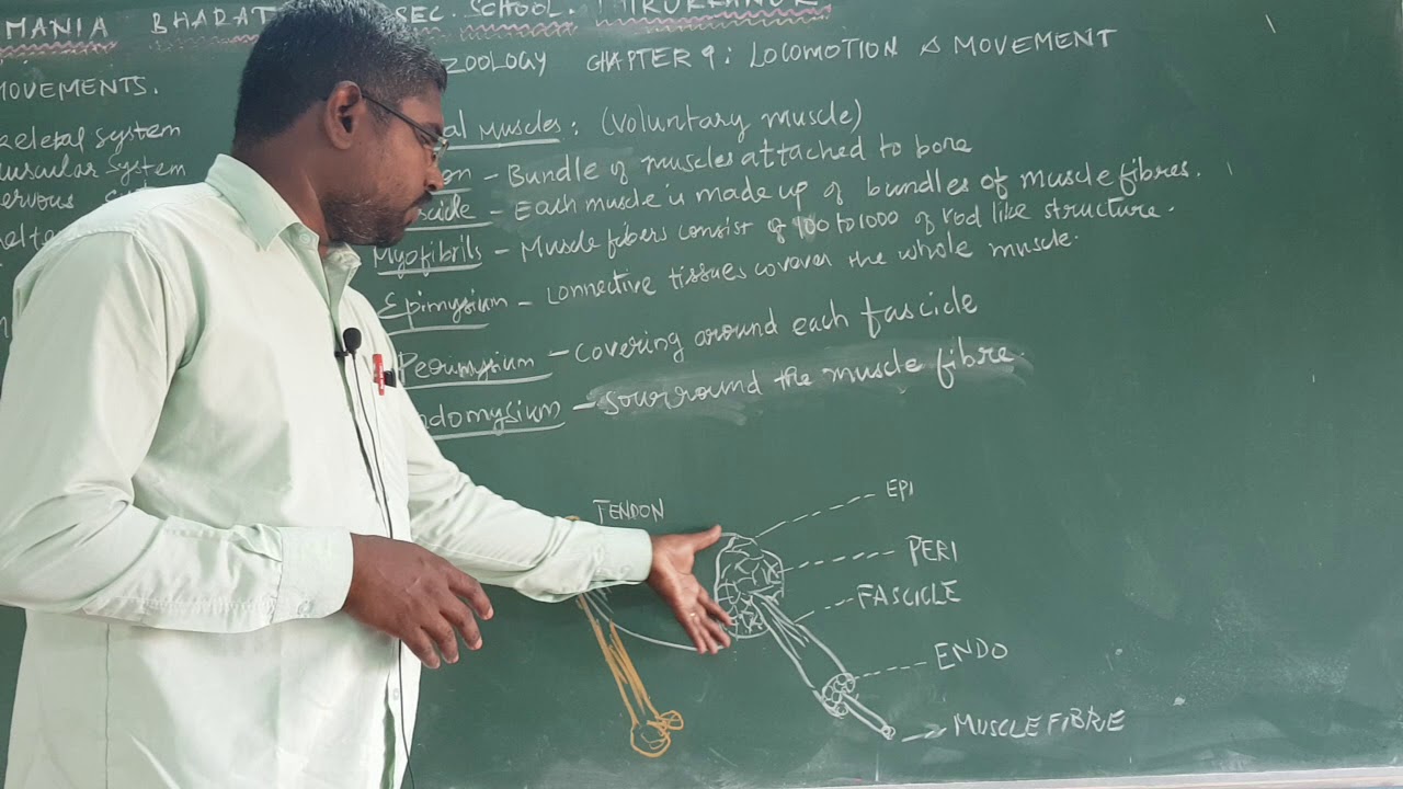XI STD - BIO ZOOLOGY - CHAPTER : 9 - SKELETAL MUSCLES - YouTube