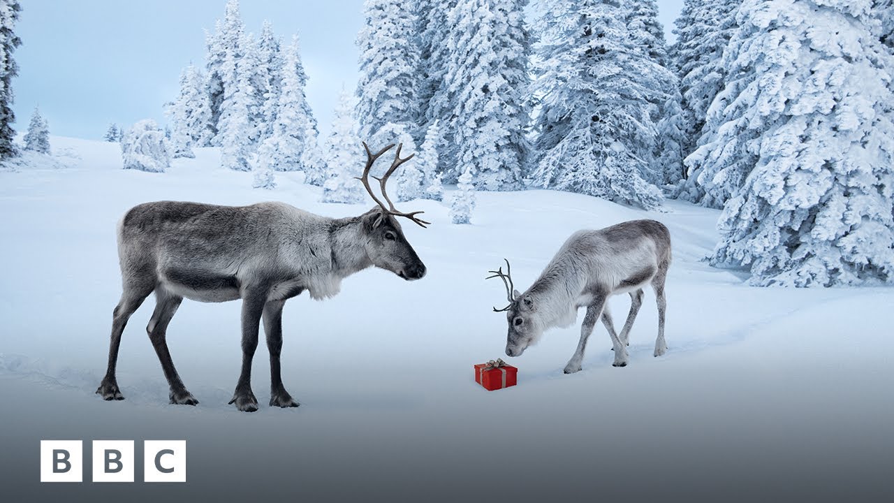 Why Rudolf the Reindeer is actually female, according to science | BBC ...