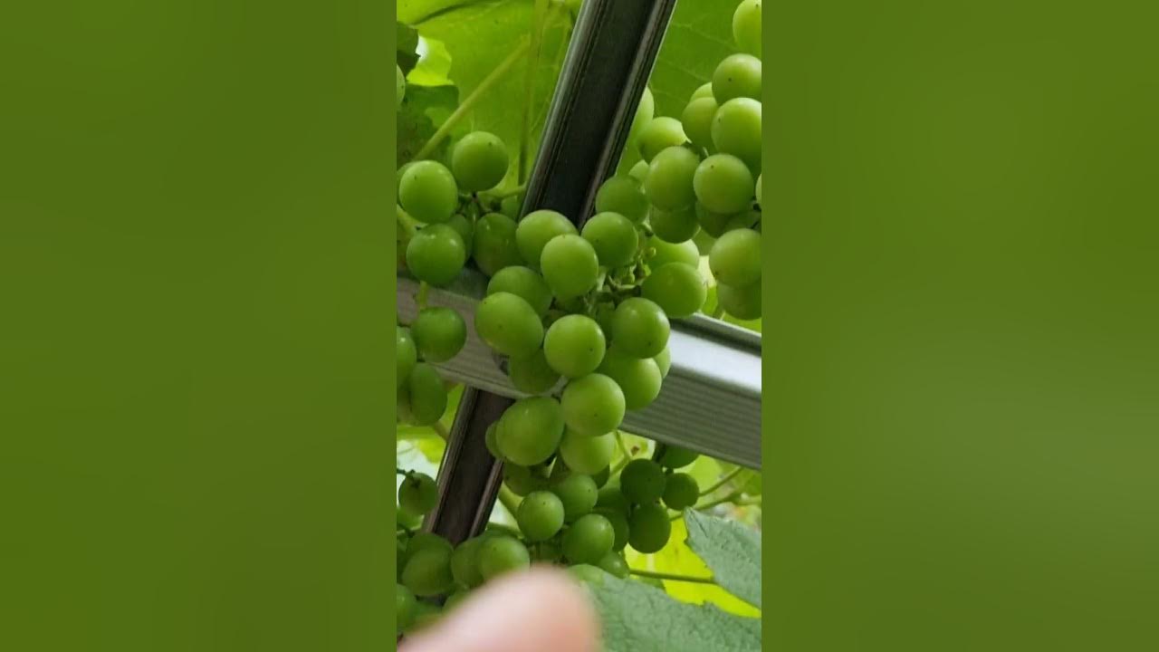 Proses Sortir Buah Anggur Dalam 1dompol Supaya Bisa Besar Maksimal Dan