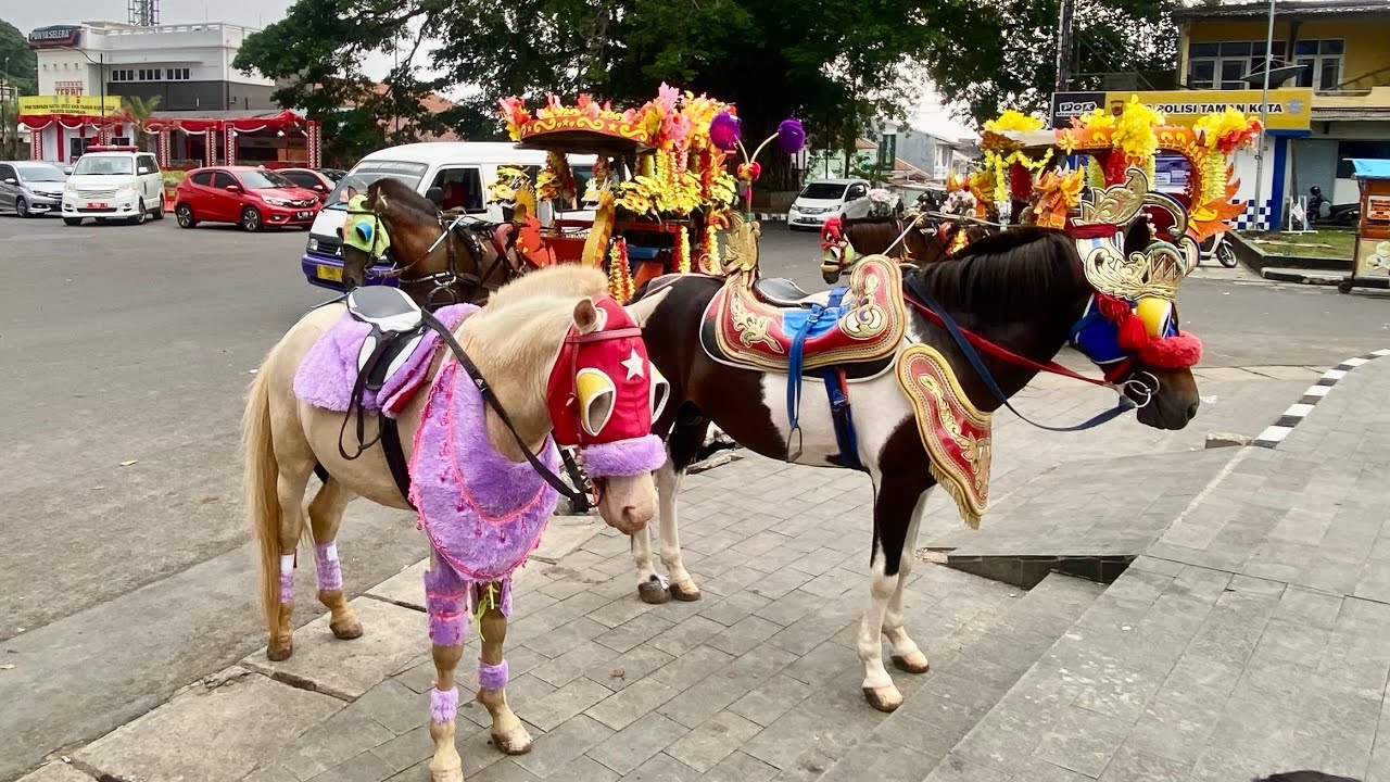 WISATA KUDA KUNINGAN | KUDA VIRAL KUDA DELMAN HIAS | KUDA TUNGGANG 🐴🦄 ...
