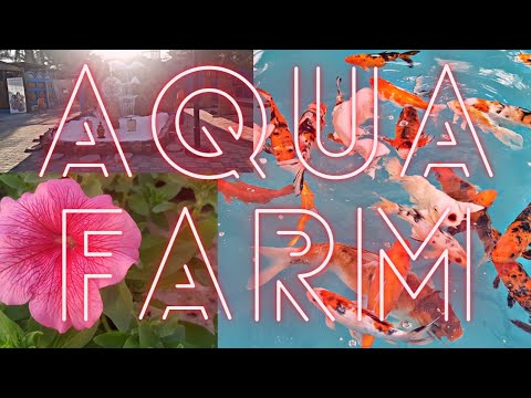 Bahrain Fish Farm| United Aquaculture company|Tilapia Farm Bahrain ...