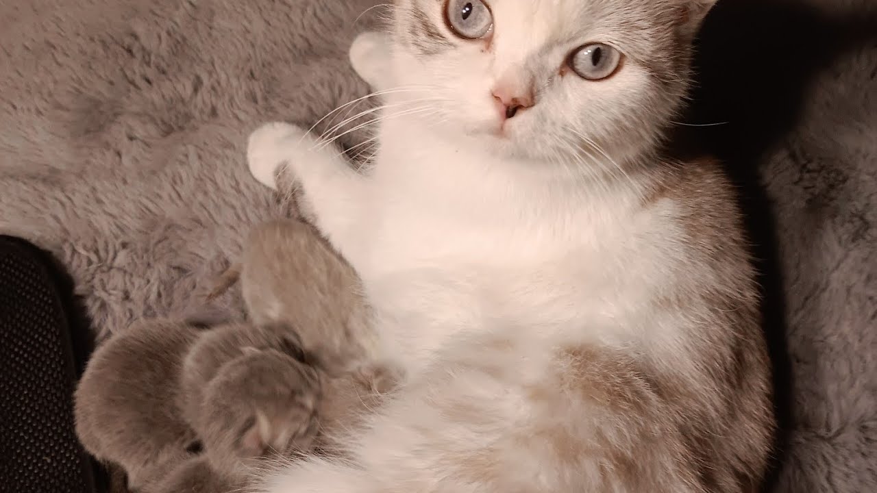 Apollo The Cat is live// NEW BORN kitten - YouTube