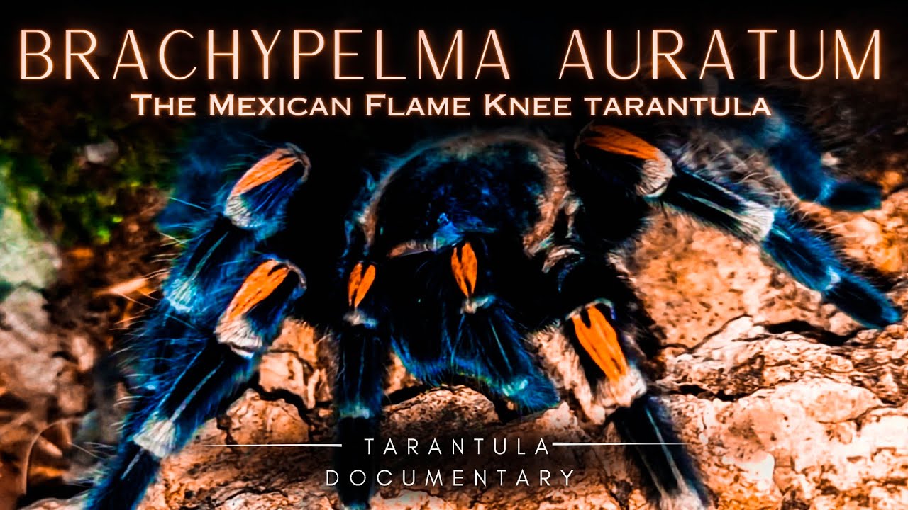 "TARANTULA DOCUMENTARY: Discovering the Secret Life of Brachypelma ...