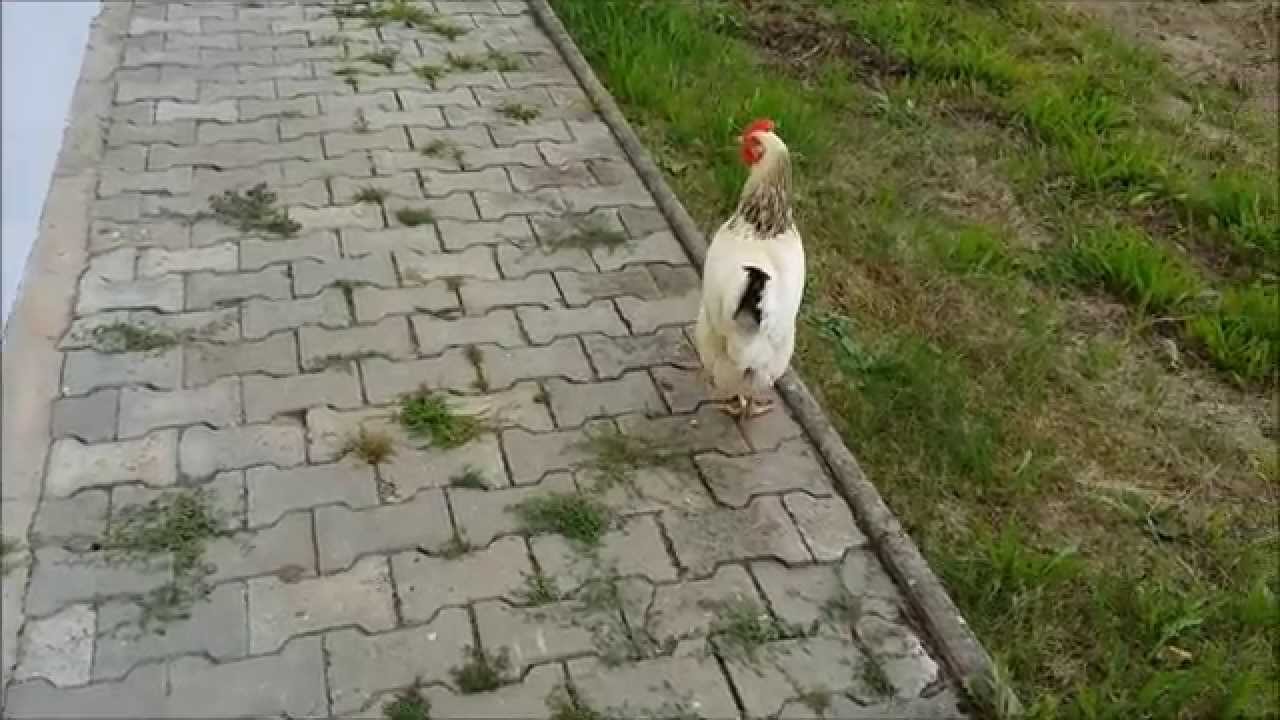 Hühner: mit der Henne spazieren gehen - Legehenne - (Full HD) - YouTube