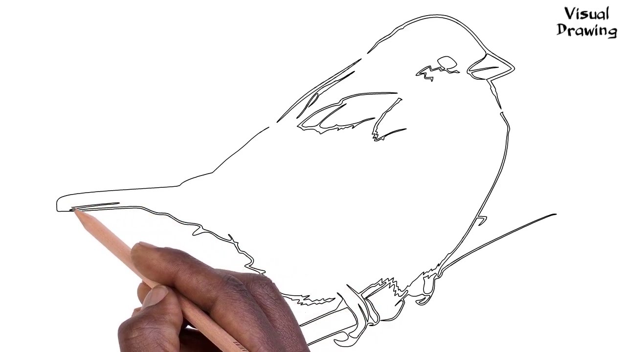 Sparrows Birds Drawing Easy, How To Draw A Sparrows Flying For ...