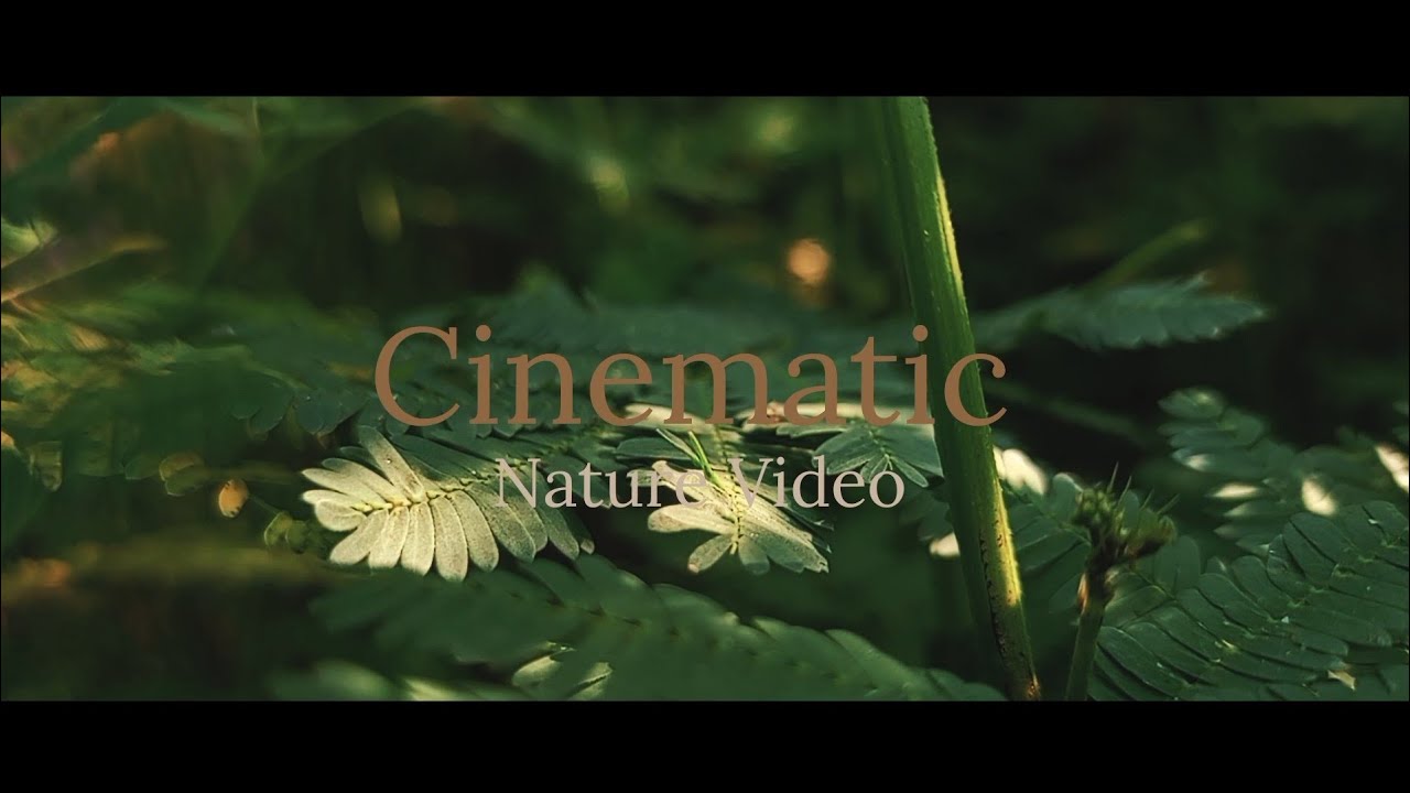 Cinematic Nature Video | Relaxing Nature Video | Shot On Realme - YouTube