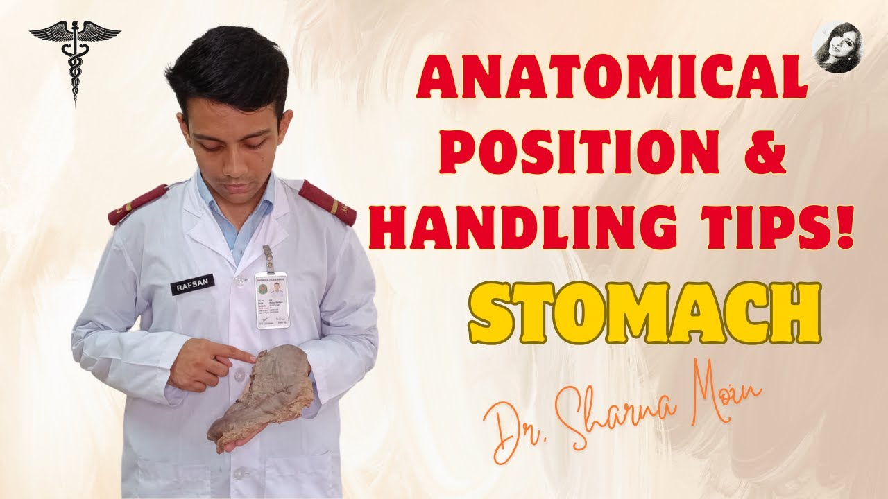 03 stomach anatomy- anatomical position of stomach learn easy ! stomach ...