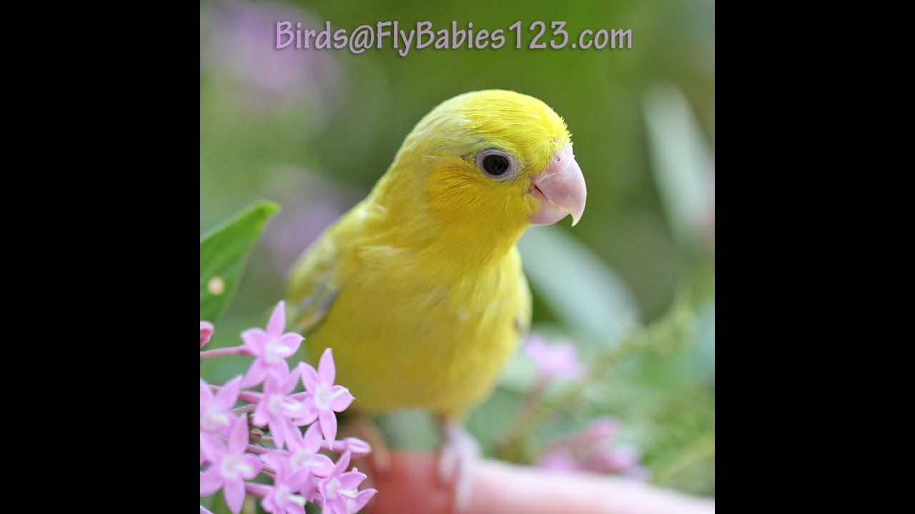 Yellow Male Baby Parrotlet - $249 - FREE Delivery - Babies Aviary - YouTube