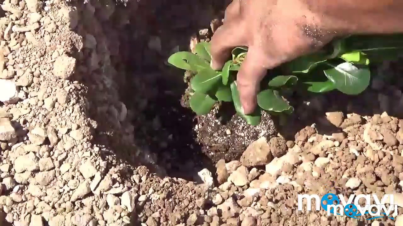 ΑΤΤΑΠΟΥΛΓΙΤΗΣ ΣΕ ΦΥΤΕΣΗ ΛΟΥΛΟΥΔΙΩΝ ΚΑΙ ΦΥΤΩΝ ΣΤΟΝ ΚΗΠΟ! ΔΕΙΤΕ ΤΡΟΠΟ ...