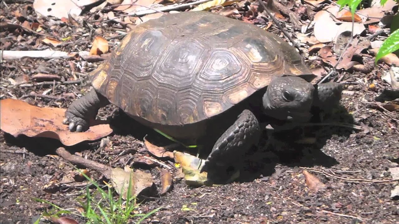 Tortoise In Hugh Taylor Birch State Park - YouTube