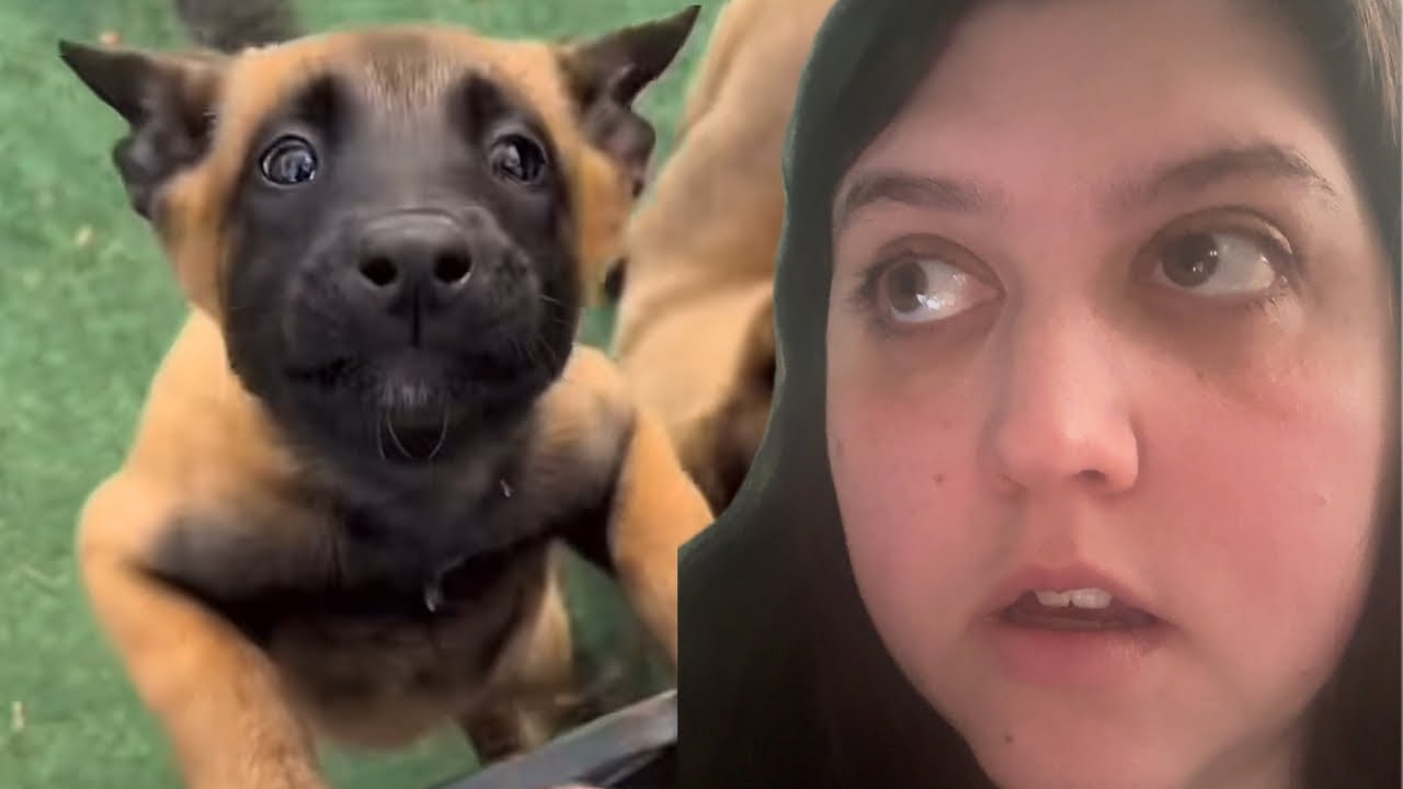 Reacting to Viral Dog & Cat Antics That Got Out of Control - YouTube