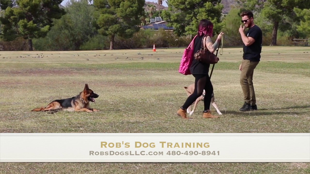 Dog Training by Rob's Dogs. RobsDogsLLC.com - YouTube