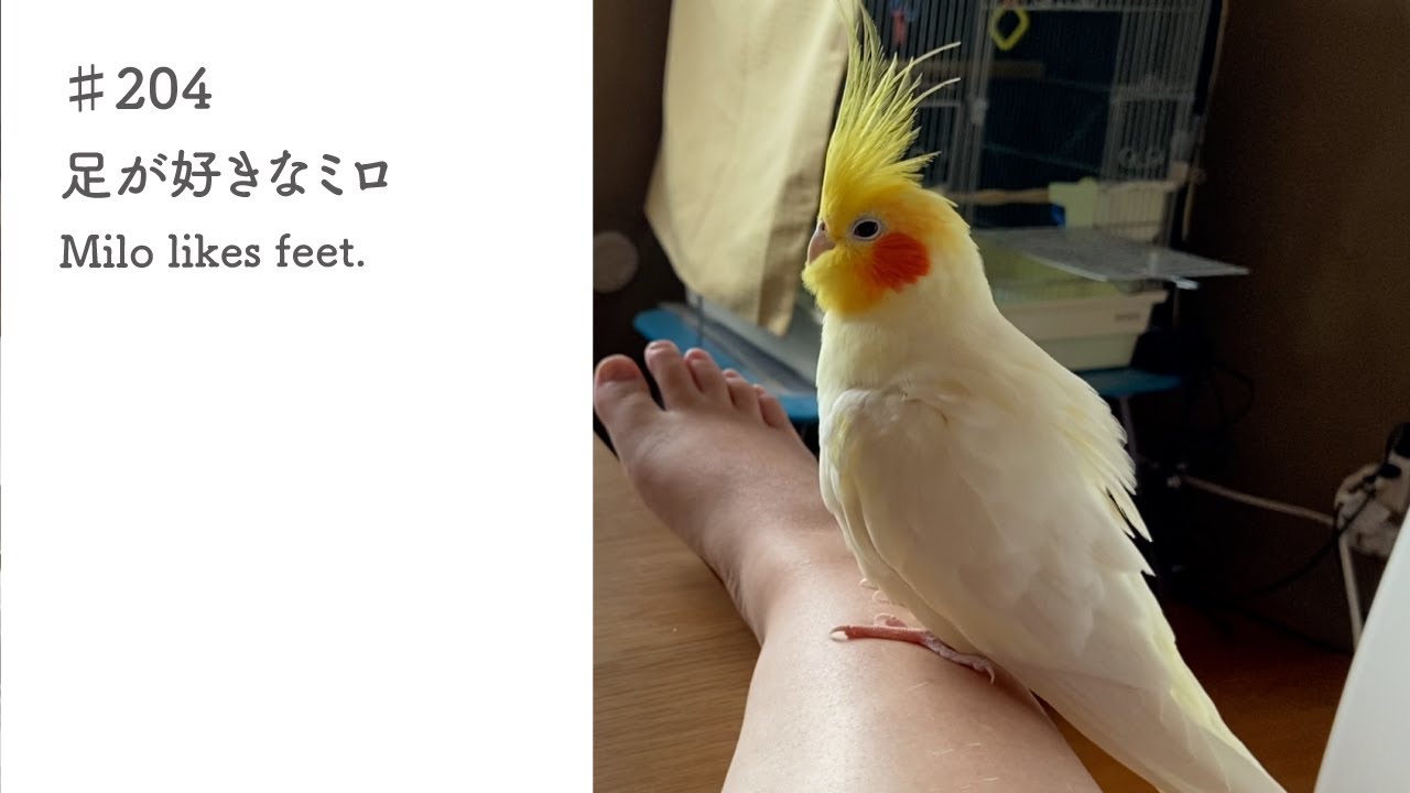 ♯204 足が好きなミロ｜Milo likes feet. - YouTube