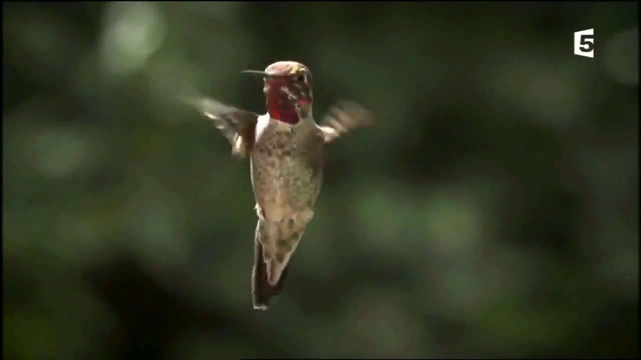 Le Colibri expert du vol stationnaire {Documentaire animalier} - YouTube