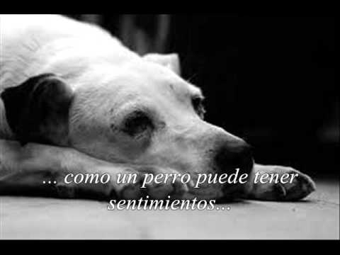 el perro un fiel compañero, reflexion para una madre momentos ...