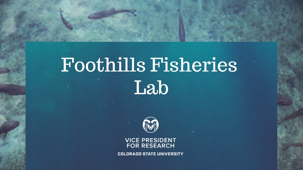 CSU Foothills Fisheries Laboratory - YouTube