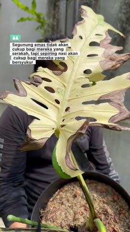Monstera sphinx - YouTube