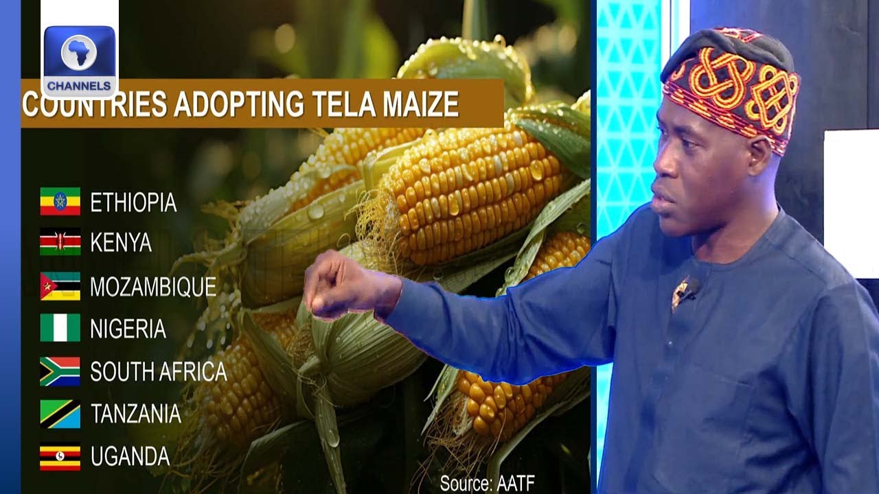 Tela Maize Good Or Bad for Nigeria? - YouTube