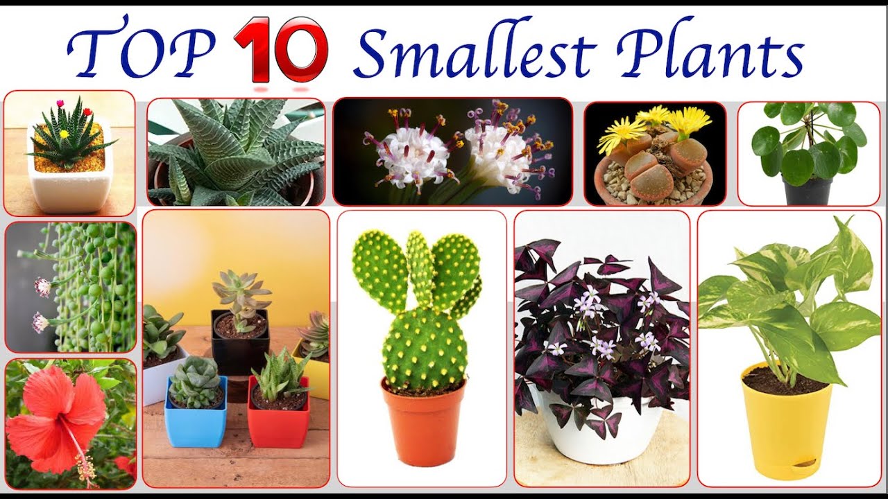 Top 10 Smallest Plants || ख़ूबसूरत इंडोर प्लांट्स /Cute Small ...