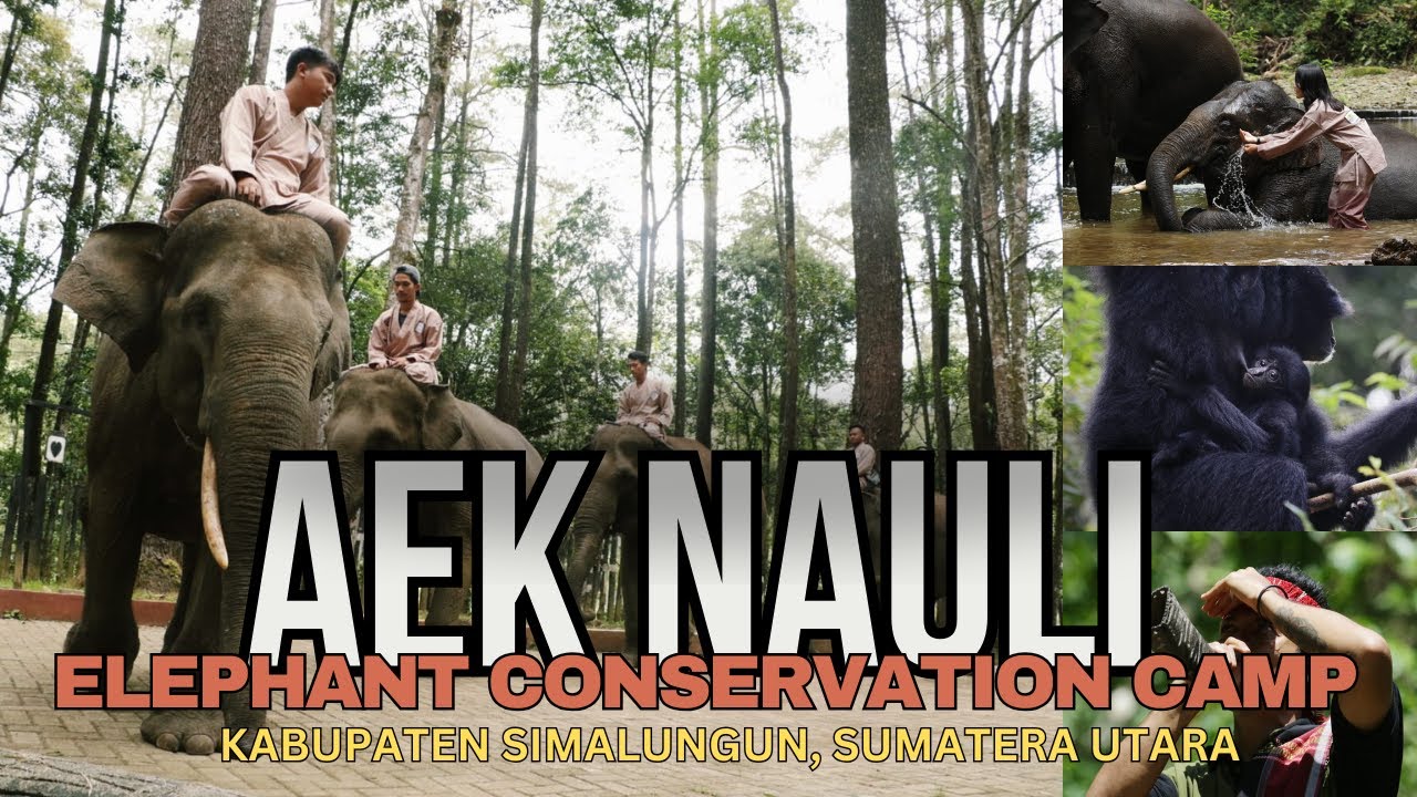 Gajah Sumatera di Aek Nauli Elephant Conservation Camp - YouTube