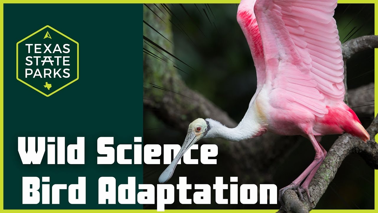 Bird Feeding Adaptations: How Beaks are Adapted to What Birds Eat - YouTube