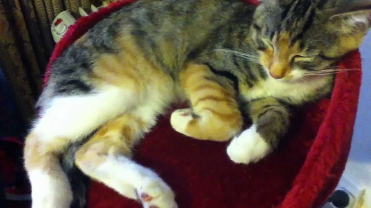 Tiger - Happy Kitten Purring - YouTube