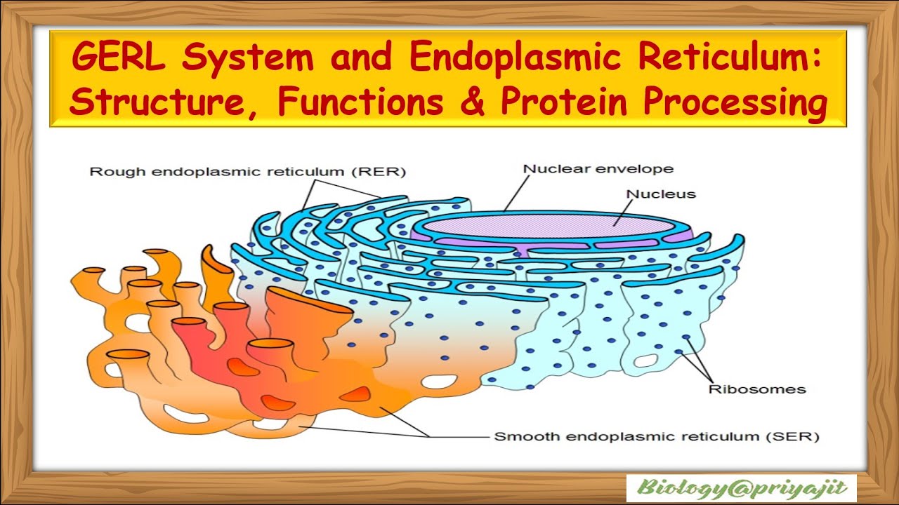 GERL System and Endoplasmic Reticulum: Structure, Functions & Protein ...
