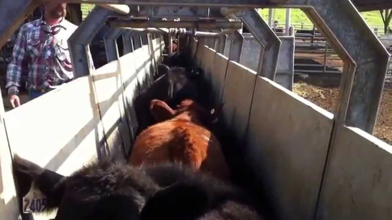 Proper work of a crowd alley - YouTube