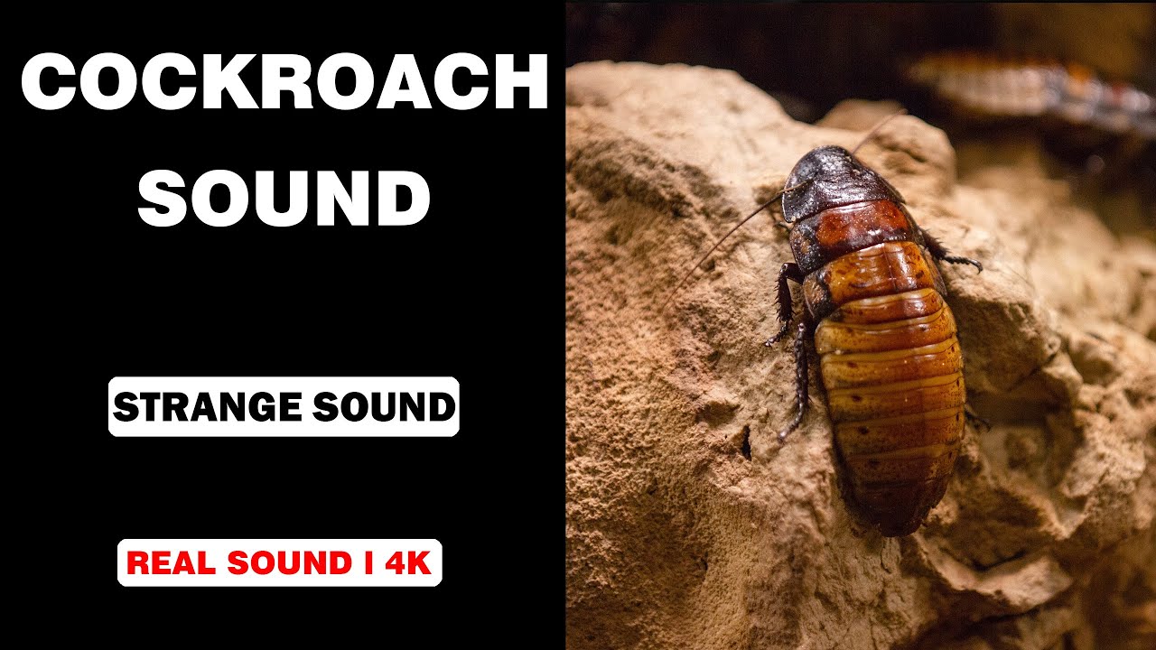 Real Cockroach Sounds | High Quality | Interesting Cockroach Sound ...