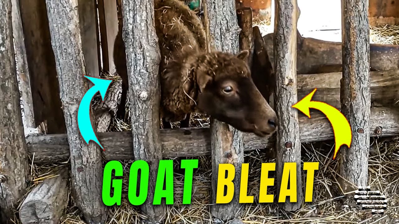 Goat Makes a Unique Bleating Sound unlike Other Goats - YouTube