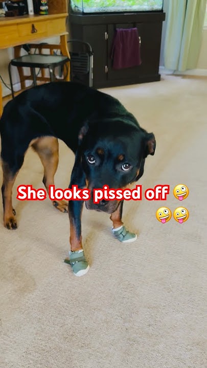She looks pissed off 😂 #rottweiler #dog #ytshorts #funnydogs #ytviral - YouTube