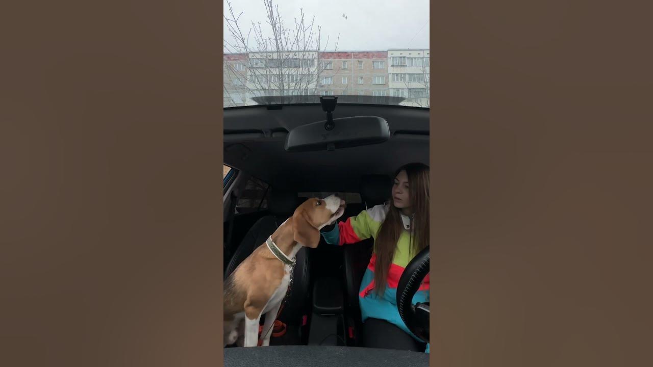 Шоколад для собак - YouTube