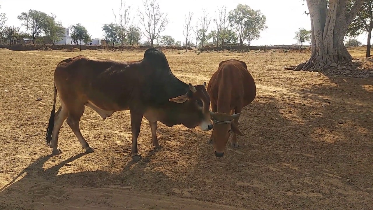 Super cow mating || सुपर गाय मैटिंग सांड तैयार होते हुए - YouTube