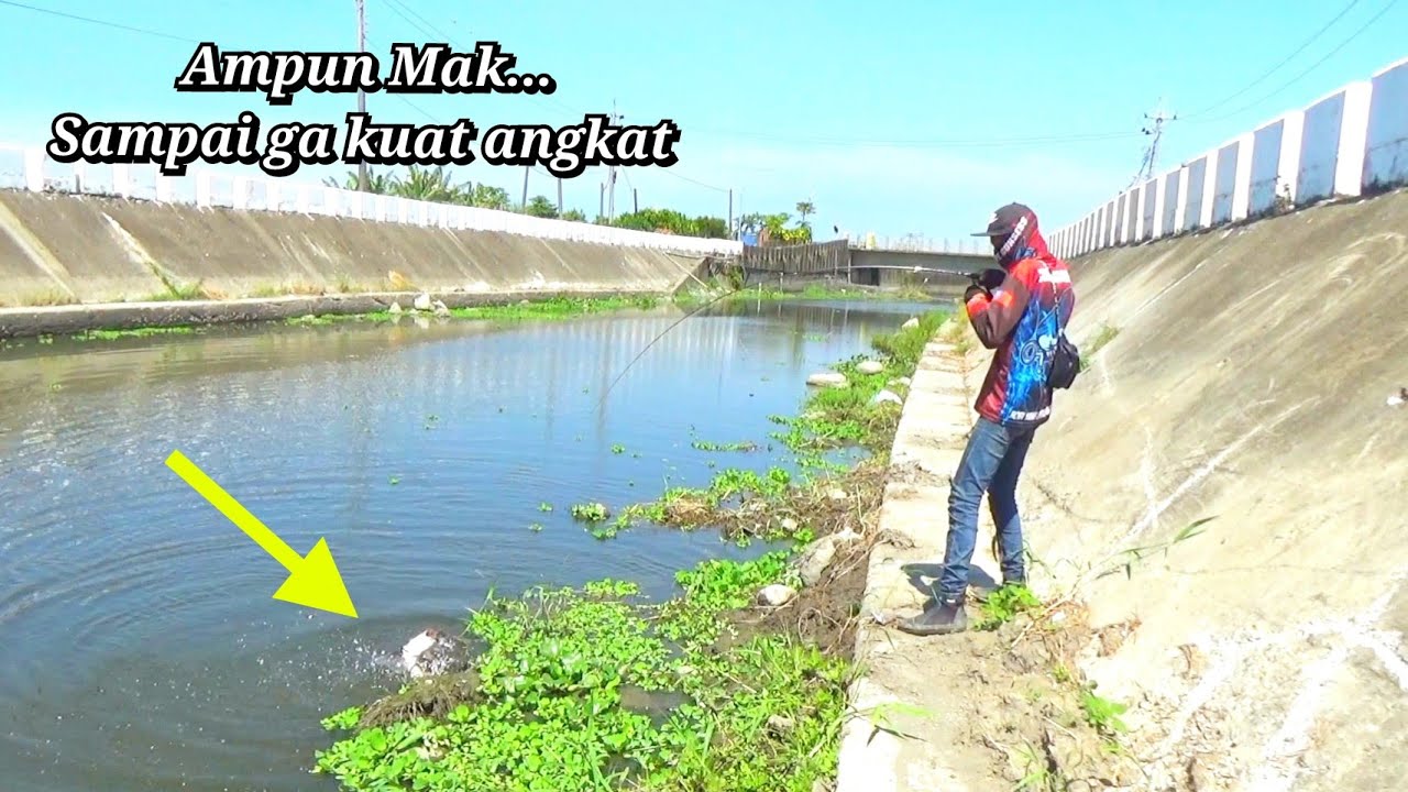 Super Ganas..! Mancing Ikan Gabus Di Parit Dangkal - YouTube