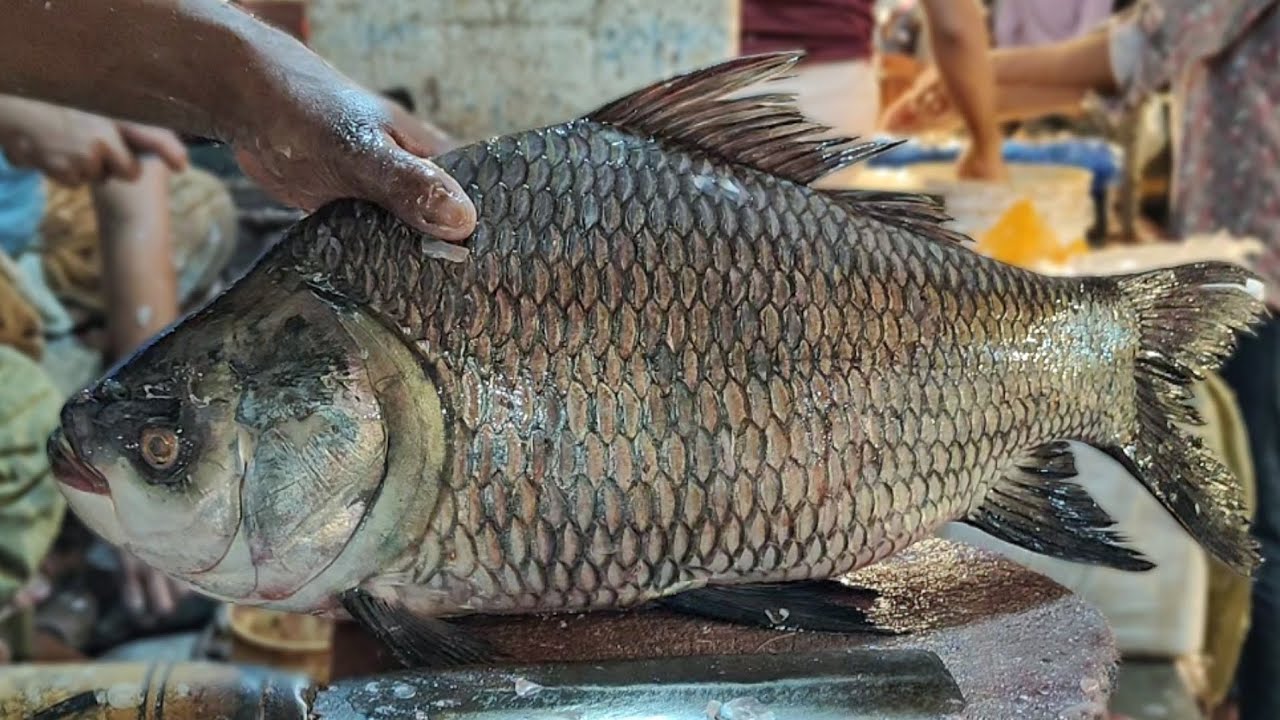 Fish Cutting Skills || Amazing Huge Katla Carp Fish Skinning & Chopping ...