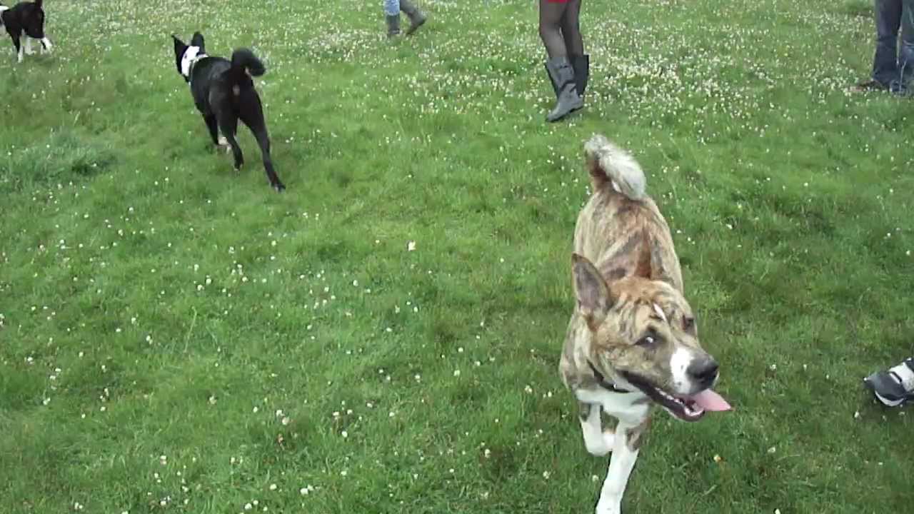 Bullkita "party" brothers and sisters play together! They are so nice ...
