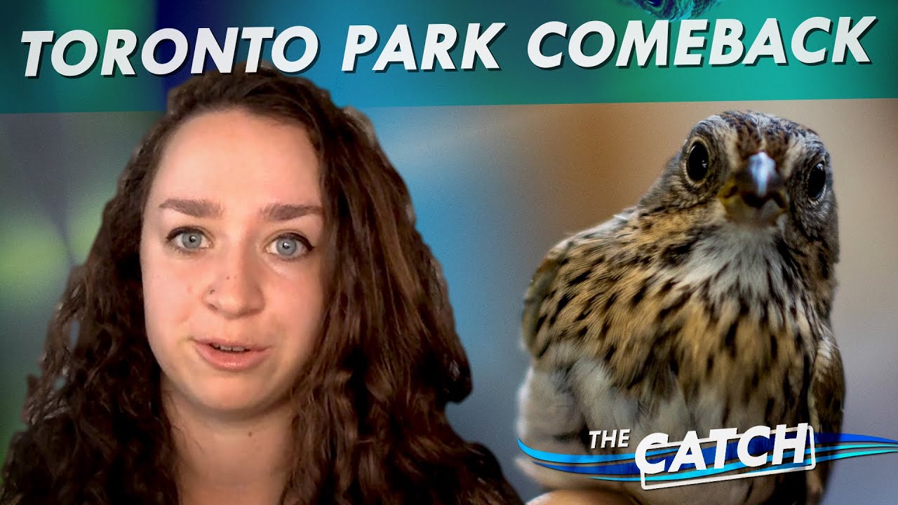 Toronto Park Comeback | The Catch | Great Lakes Now - YouTube