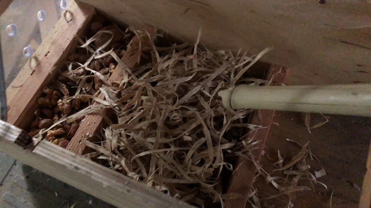 FENN MK4 Trap box. Patkánycsapda. - YouTube