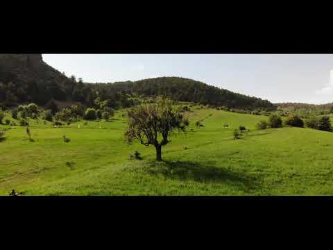 Mavic Air Drone Ağaç Videosu Stock Video - Tree Video Mavic Air Drone