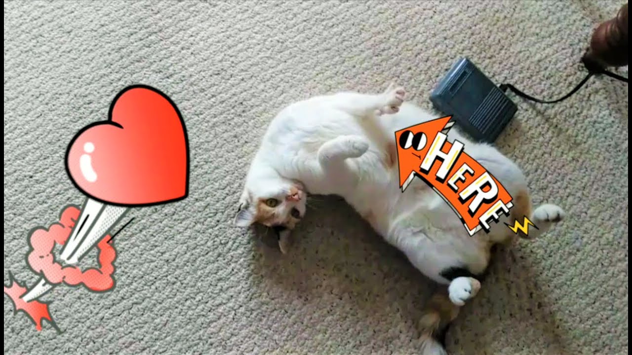 Crazy Weird Loving Calico Cat - YouTube