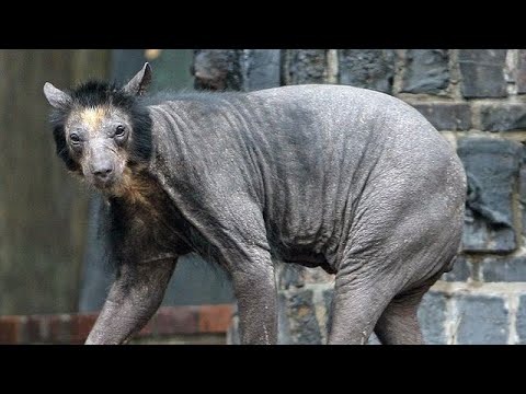 Top Animales mutantes de Chernobyl - YouTube